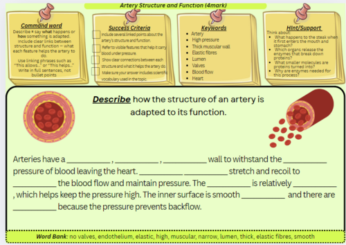 Artery Structure and Function – GCSE Biology 4 Mark Describe Question ...