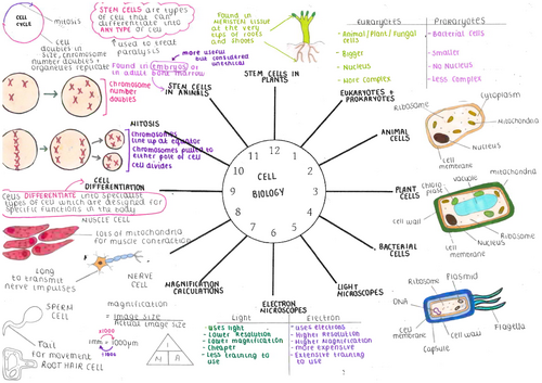 Cell Biology Summary diagram | Teaching Resources