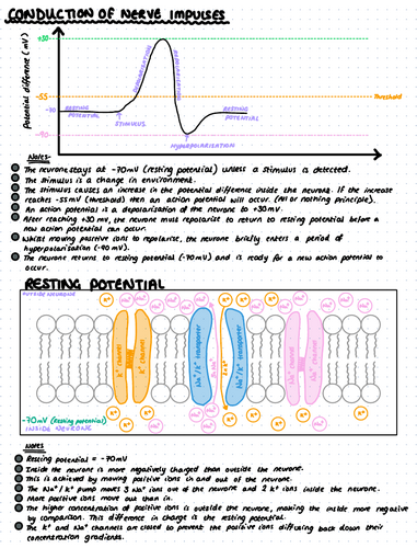AAQ Myelination and conduction of a nerve impulse - BTech Applied ...