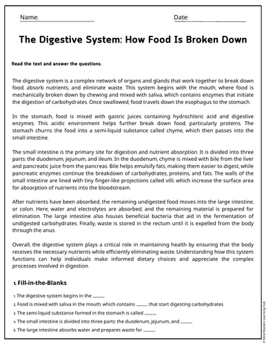 The Digestive System: How Food Is Broken Down Reading Comprehension ...