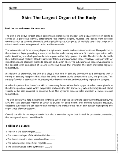 Skin: The Largest Organ of the Body Reading Comprehension Passages ...