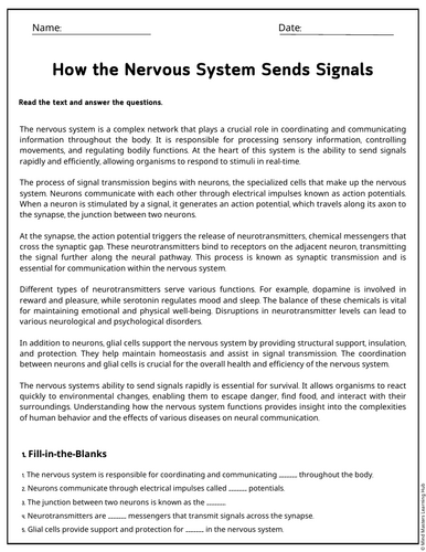 How the Nervous System Sends Signals Reading Comprehension Passages ...