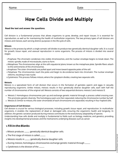 How Cells Divide and Multiply Reading Comprehension Passages ...