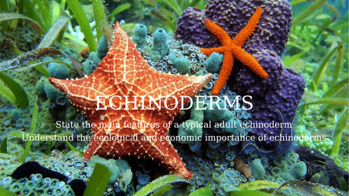 Classification & Biodiversity, IAL Marine Science, Cambridge CIE 9693 ...