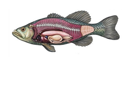 Classification & Biodiversity, IAL Marine Science, Cambridge CIE 9693 ...