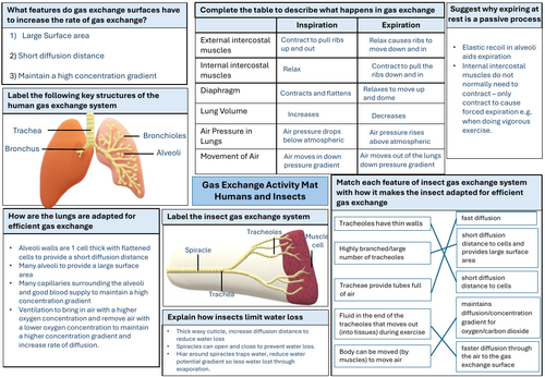Gas Exchange A Level Biology Revision Notes and Activity Mats ...