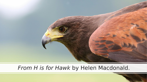 FROM H IS FOR HAWK - HELEN MACDONALD - IGCSE - EDEXCEL 4EA1 | Teaching ...