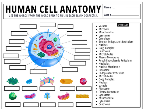 Human Cell Anatomy | Science Labeling Worksheet, Word Search, Coloring ...