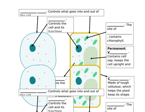 Smart Activate 3 - Plants and animal cells | Teaching Resources