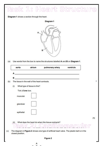 AQA GCSE Biology Higher Paper 1 Exam Practice | Teaching Resources