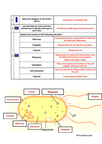 AQA GCSE Biology B1.3 – Eukaryotic and Prokaryotic Cells | Full Lesson ...