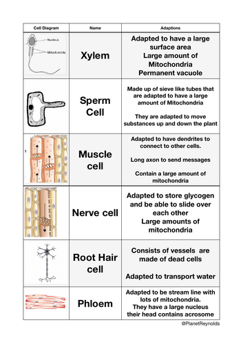 AQA GCSE Biology B1.4 – Specialisation in Animal Cells | Full Lesson ...