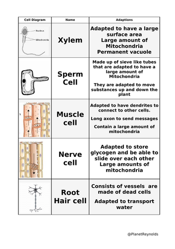 AQA GCSE Biology B1.4 – Specialisation in Animal Cells | Full Lesson ...