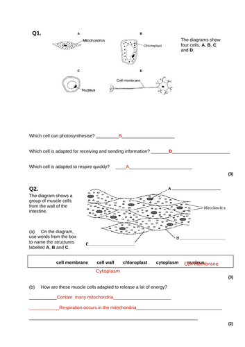 AQA GCSE Biology B1.4 – Specialisation in Animal Cells | Full Lesson ...