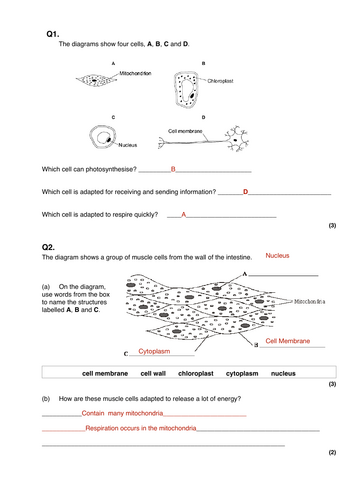 AQA GCSE Biology B1.4 – Specialisation in Animal Cells | Full Lesson ...