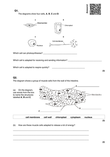 AQA GCSE Biology B1.4 – Specialisation in Animal Cells | Full Lesson ...