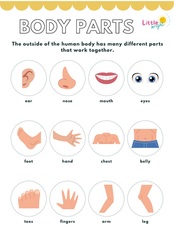 Body Parts Worksheet – EYFS / KS1 Science (Human Body Identification ...