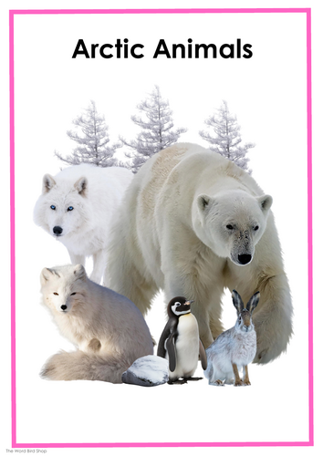 Arctic Animals Vocabulary Classroom Display | Real Photo Posters | 15 ...