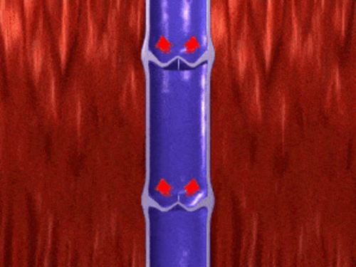 AQA GCSE Biology B4.2 – The Blood Vessels | Full Lesson, Worksheets ...