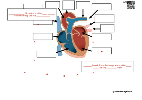 AQA GCSE Biology B4.3 – The Heart | Full Lesson, Worksheets & Answers ...