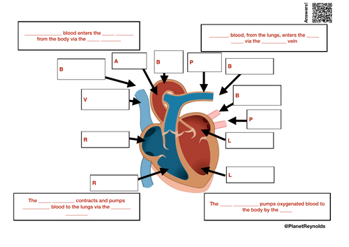 AQA GCSE Biology B4.3 – The Heart | Full Lesson, Worksheets & Answers ...