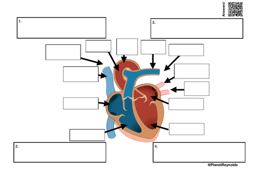 AQA GCSE Biology B4.3 – The Heart | Full Lesson, Worksheets & Answers ...