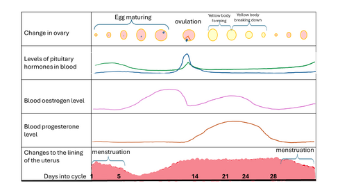 AQA GCSE Biology: Menstrual Cycle | Teaching Resources