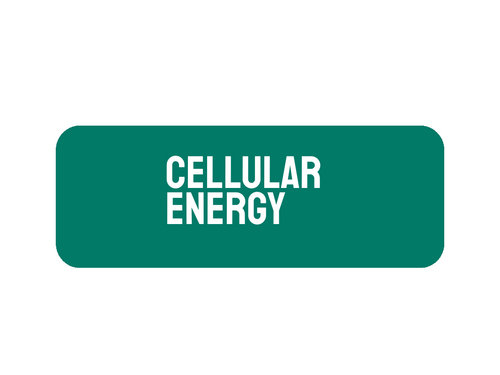 AP Biology Unit 3: Cellular Energy | Teaching Resources
