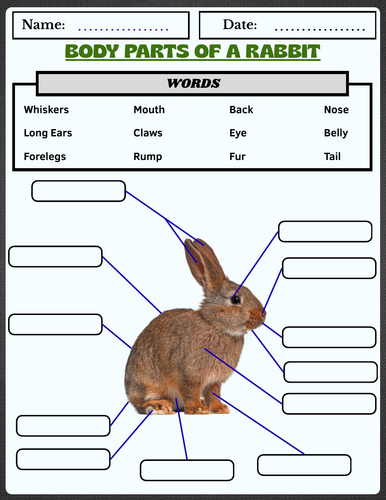 Body Parts of a Rabbit | Labeling, Coloring, Word Search & Activity ...