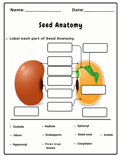 Seed Anatomy Worksheets, Labeling Diagram, Coloring Page, Word Search ...