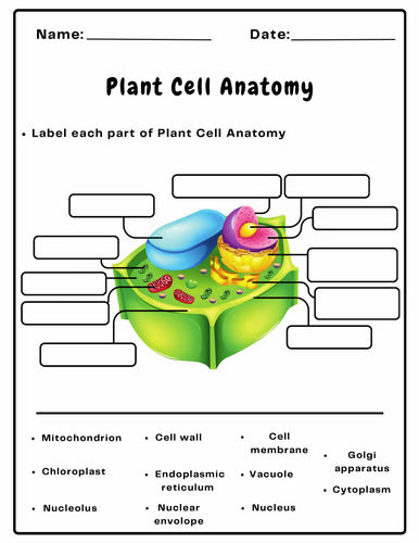 Plant Cell Diagram Worksheet, Cell Organelles Labeling, Coloring Sheet ...