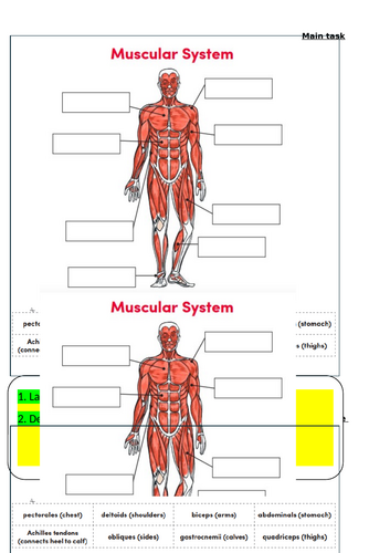 KS2 Science The Human Body Muscles | Teaching Resources