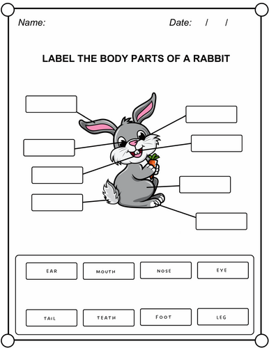 Rabbit Body Parts Worksheet, Labeling Activity, Coloring Page, Word ...
