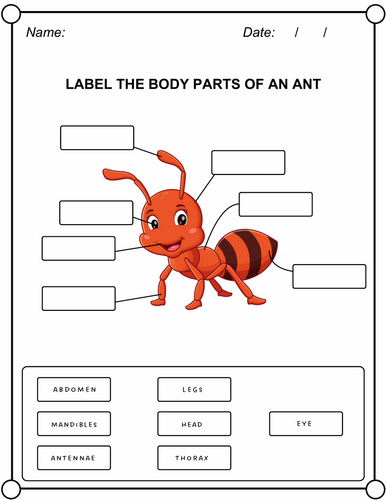 Ant Body Parts Worksheet Pack | Labeling, Coloring & Word Search (K-2 ...