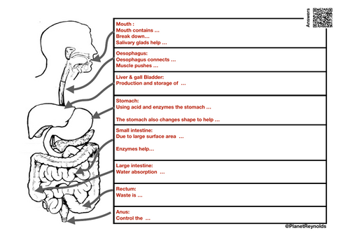 AQA GCSE Biology B3.2 – The Human Digestive System | Full Lesson ...