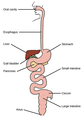 AQA GCSE Biology B3.2 – The Human Digestive System | Full Lesson ...