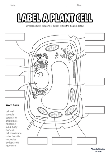 Plant cell diagram worksheet | Teaching Resources