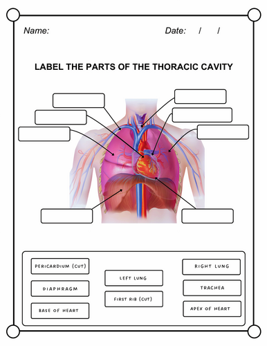 Thoracic Cavity Anatomy Worksheet Pack | Labeling, Coloring & Word ...