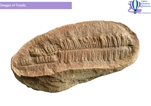 Fossils and Palaeontologists - KS2 Science Lesson - Outstanding Lesson ...