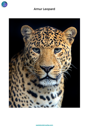KS2 & KS3 Endangered Animal Drawing Lesson: Sophie Green | Teaching ...