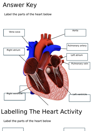 Human Heart Labelling Worksheet | Cardiovascular System Anatomy | KS3 ...