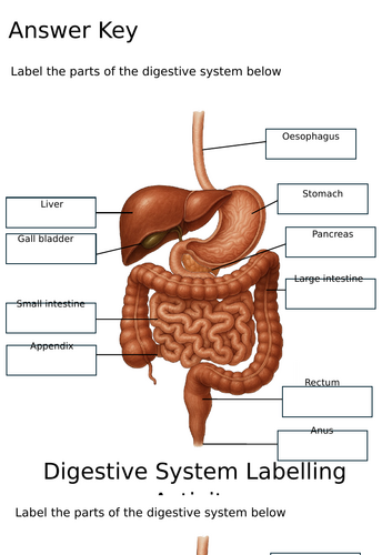 Digestive System Labelling Worksheet | Human Digestive System Anatomy ...