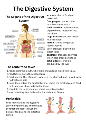Nutrition and Digestion FULL REVISION LESSON - marketplace | Teaching ...