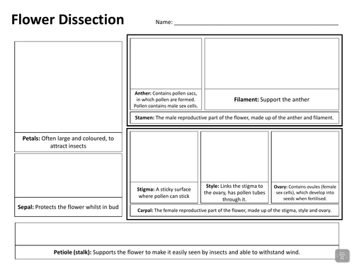 Flower Anatomy Dissection Worksheet (Biology and Junior Science ...