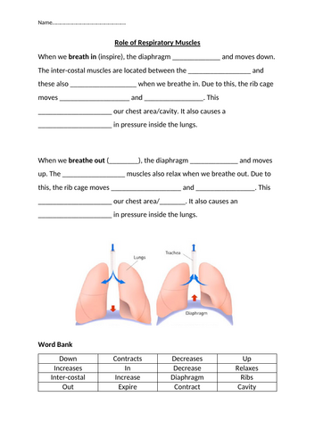 GCSE PE Respiratory Muscles and Mechanics of Breathing Worksheet ...
