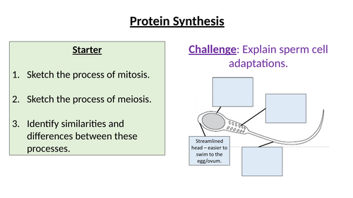 Protein Synthesis and Nucleotides (AQA GCSE Biology) | Teaching Resources