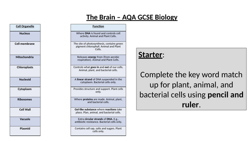 The Brain (AQA GCSE Biology - Homeostasis) | Teaching Resources