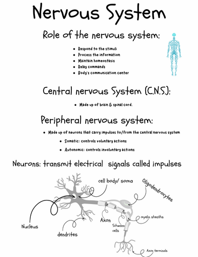 Nervous system and brain anatomy gcse | Teaching Resources