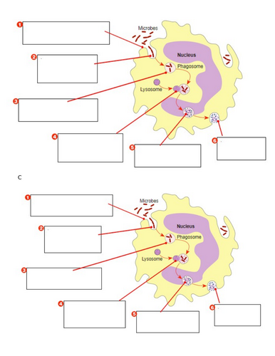 AQA A-Level Biology: Phagocytosis – First Line of Defence | Teaching ...