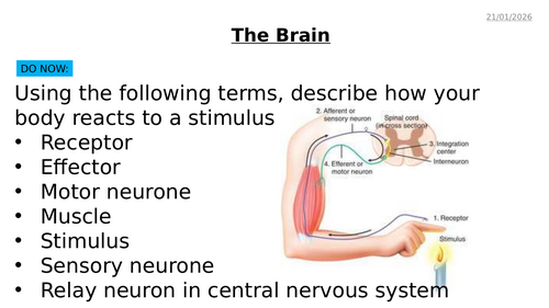 AQA GCSE Biology – B10 Nervous System - PowerPoint pack | Teaching ...